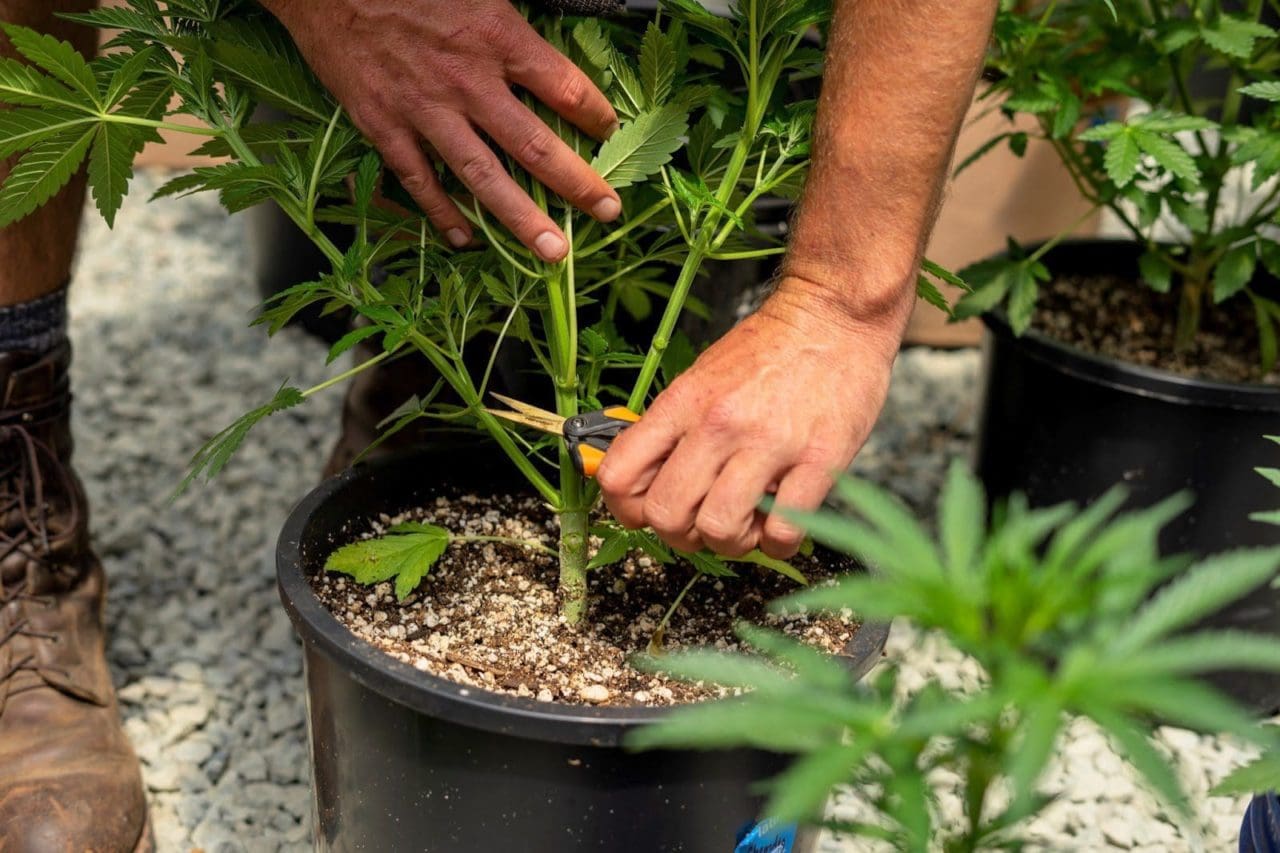 How To Clone Cannabis How To Clone Cannabis